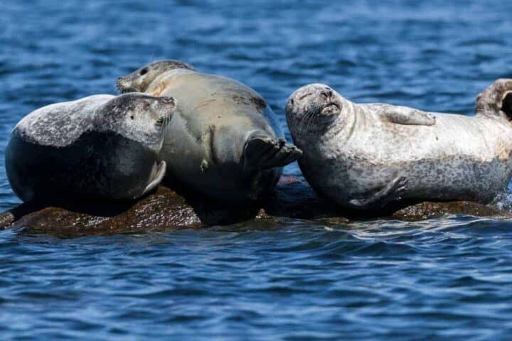 10+ Ideas For A Block Island Day Trip - Daily Life Travels