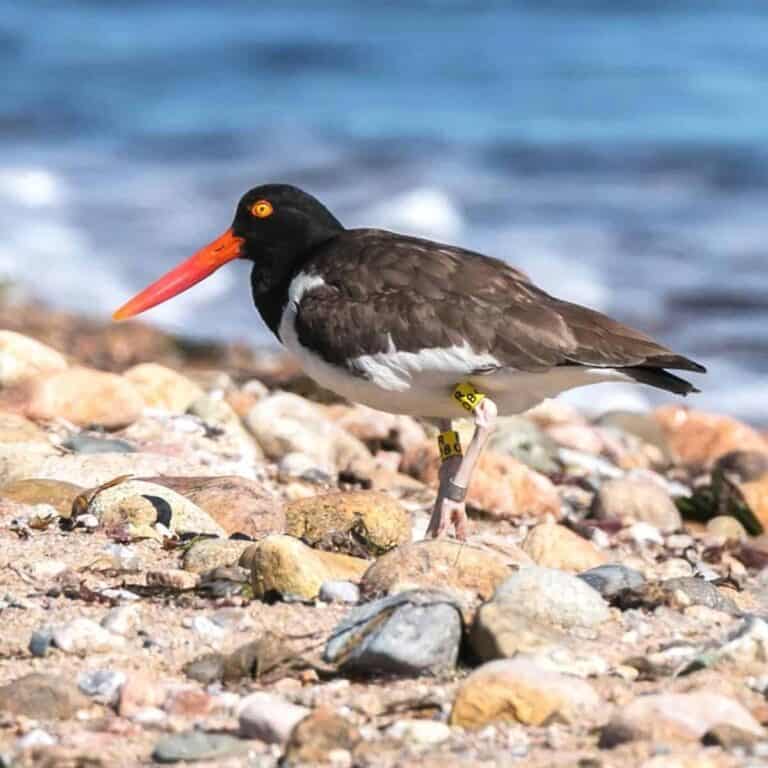 Birds of Rhode Island - Daily Life Travels