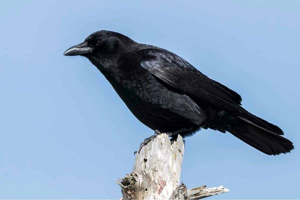 Birds of Rhode Island - Daily Life Travels