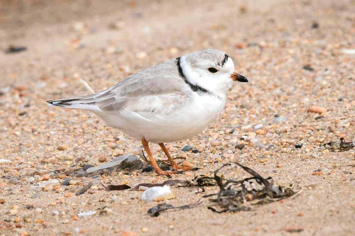 Birds of Rhode Island - Daily Life Travels