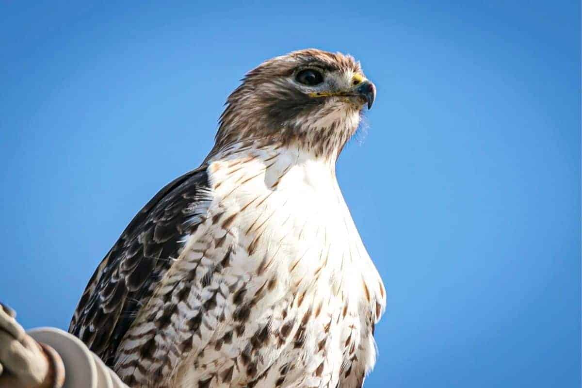 Birds of Rhode Island - Daily Life Travels