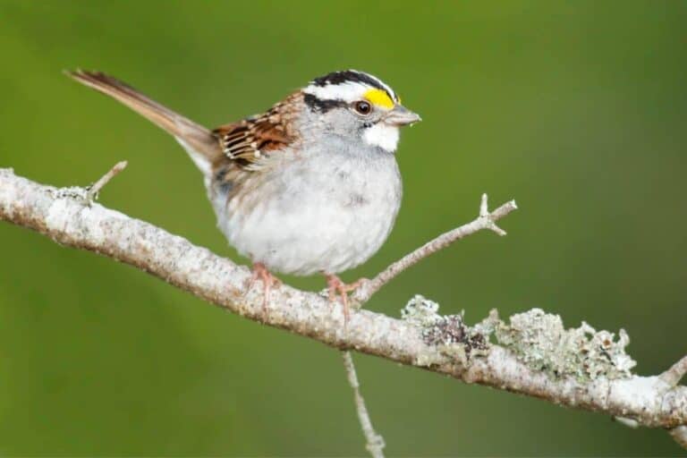 Birds of Rhode Island - Daily Life Travels