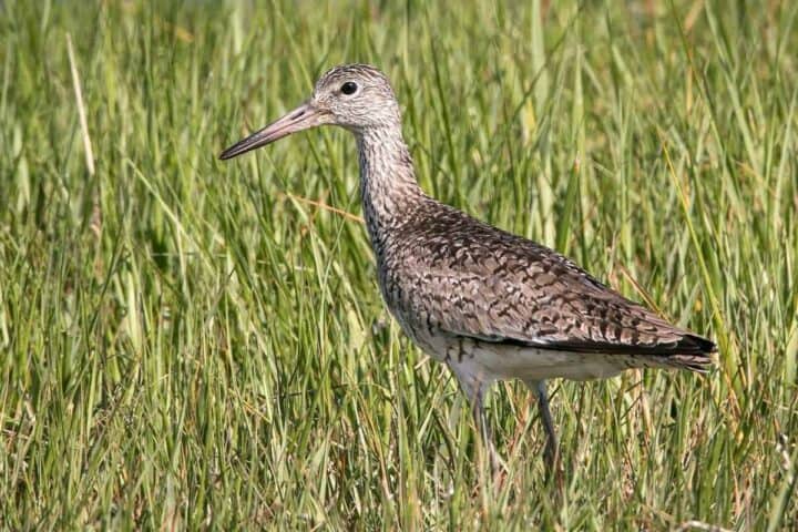 Birds of Rhode Island - Daily Life Travels