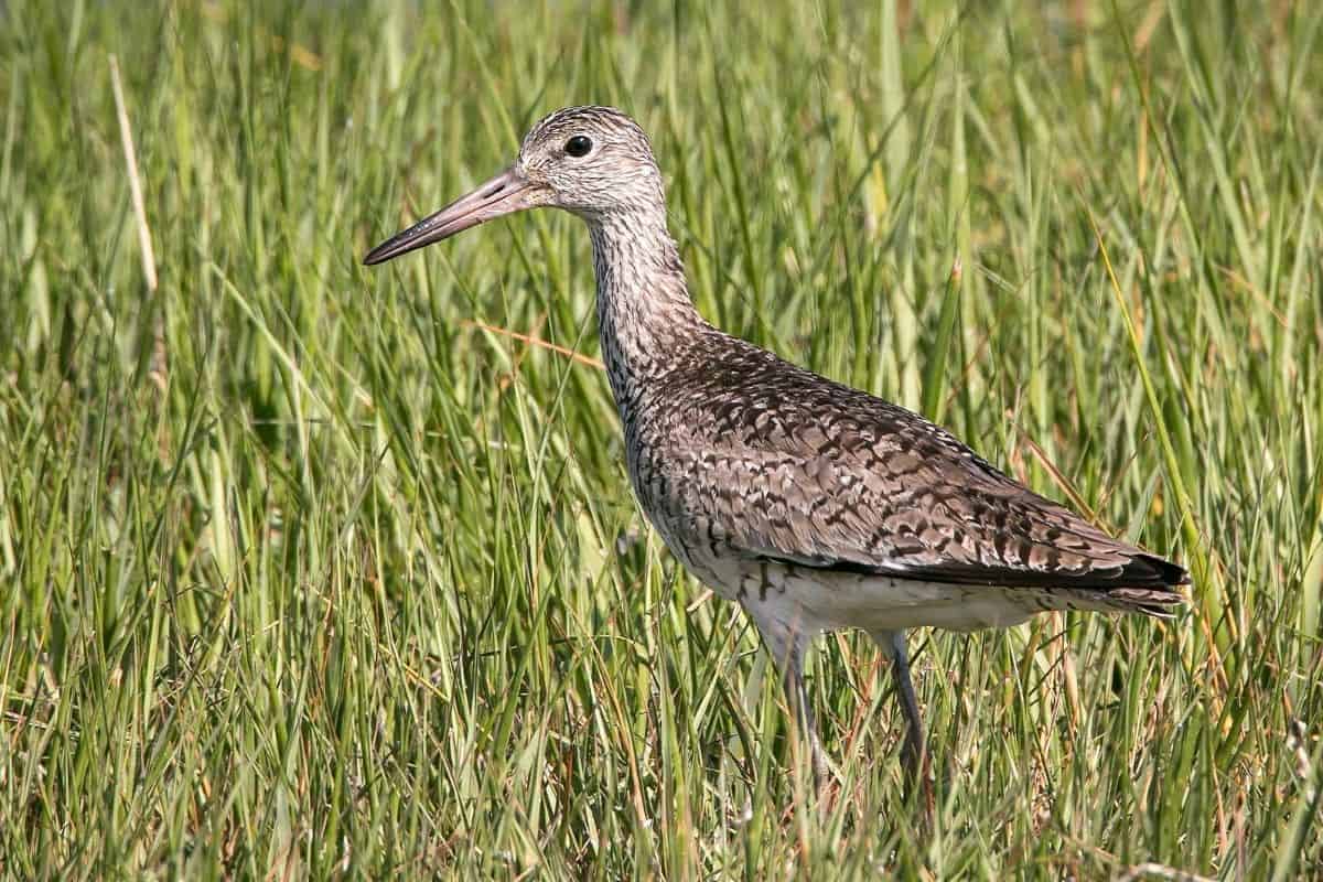 Birds of Rhode Island - Daily Life Travels