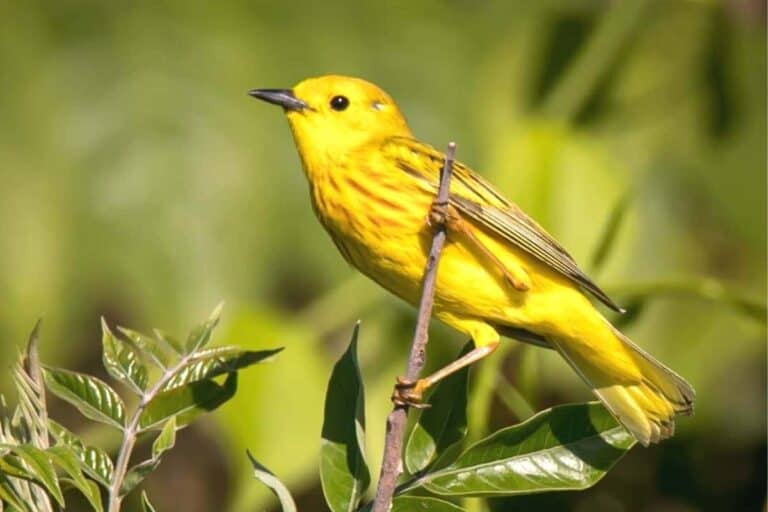 Birds of Rhode Island - Daily Life Travels