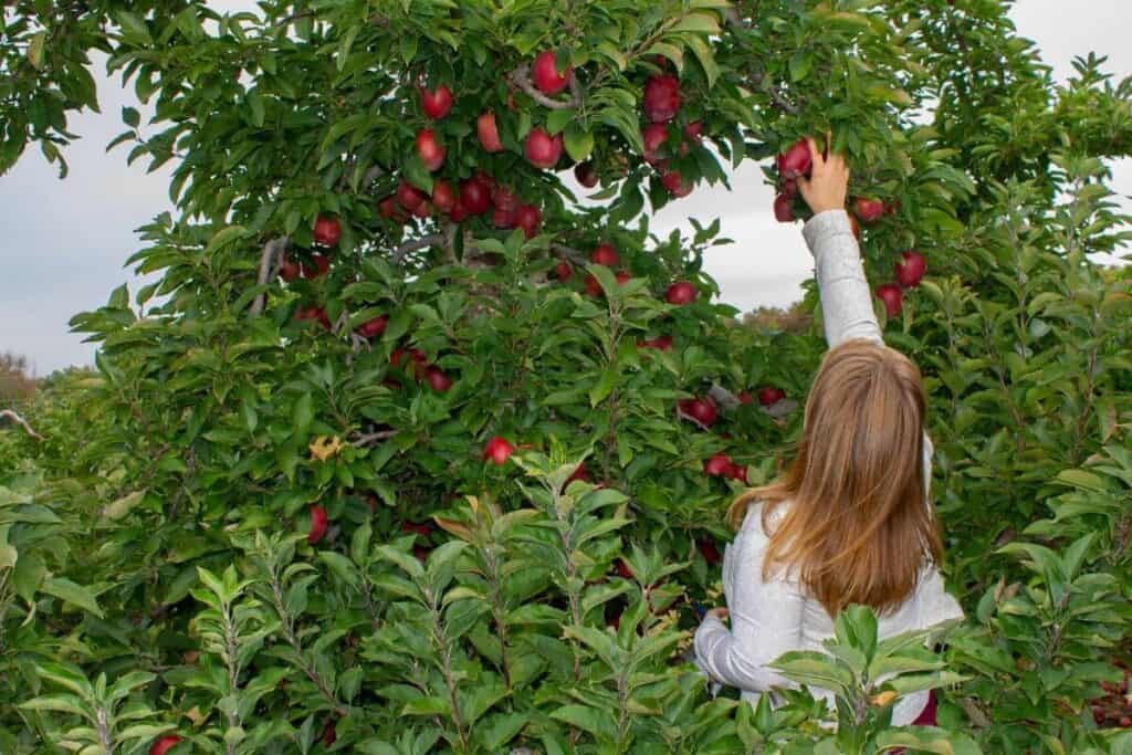 Holmberg Orchards and Winery - Daily Life Travels