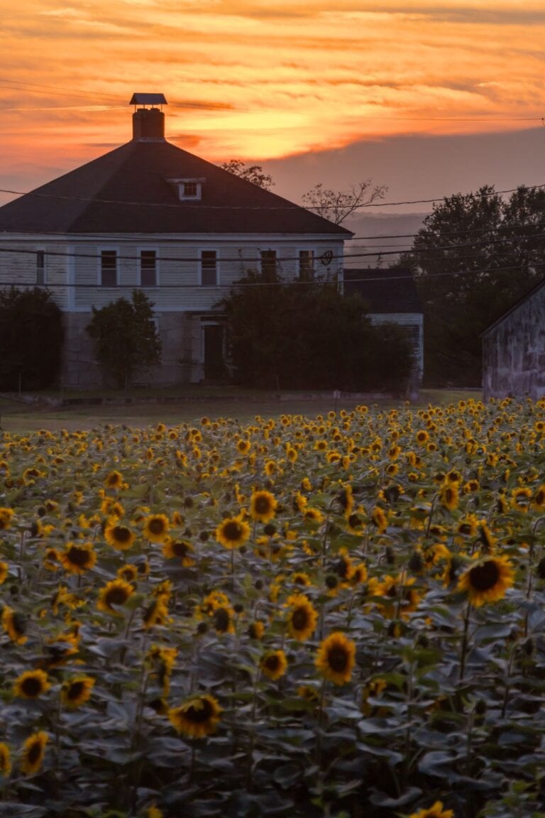 Buttonwood Farm Sunflowers and Ice Cream in Connecticut - Daily Life ...