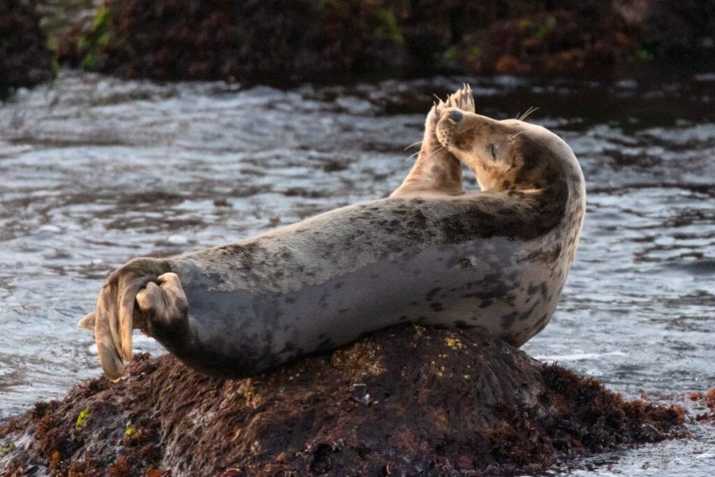 Sunset Cruise and Seal Watch with Blackhawk Fishing - Daily Life Travels