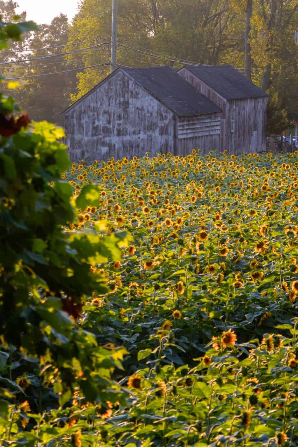 Buttonwood Farm Sunflowers and Ice Cream in Connecticut - Daily Life ...