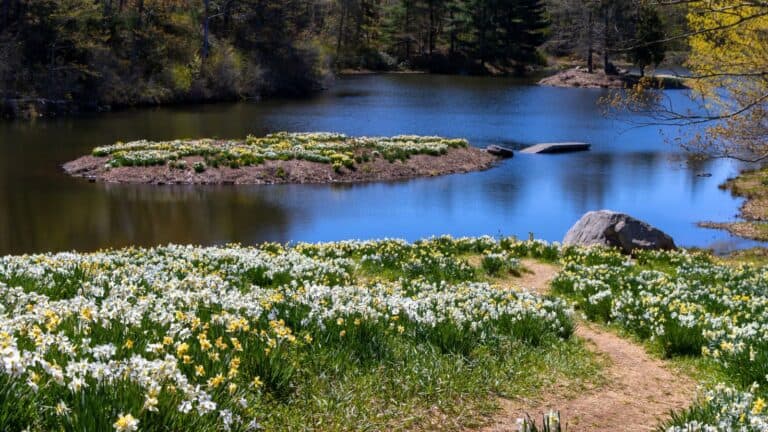 Where To Find Flowers In Connecticut This Spring - Daily Life Travels