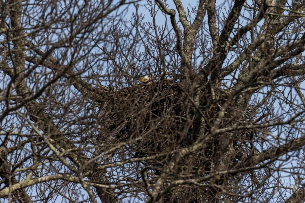 Winter Wildlife Eagle Cruise on RiverQuest in Connecticut - Daily Life ...