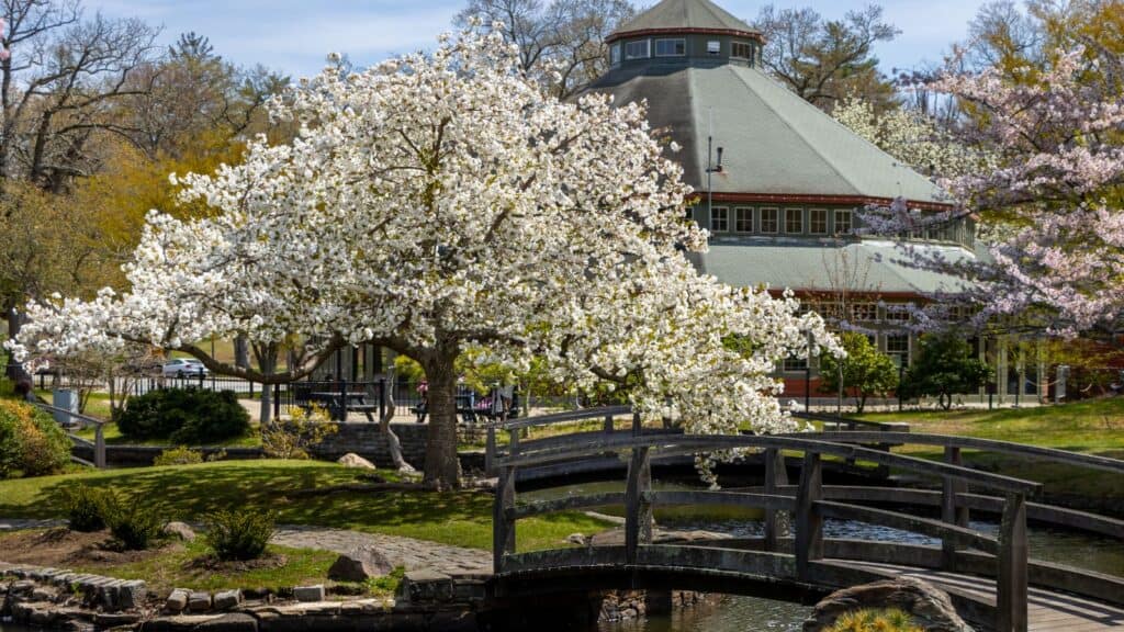 Where To Find Flowers This Spring in Rhode Island - Daily Life Travels